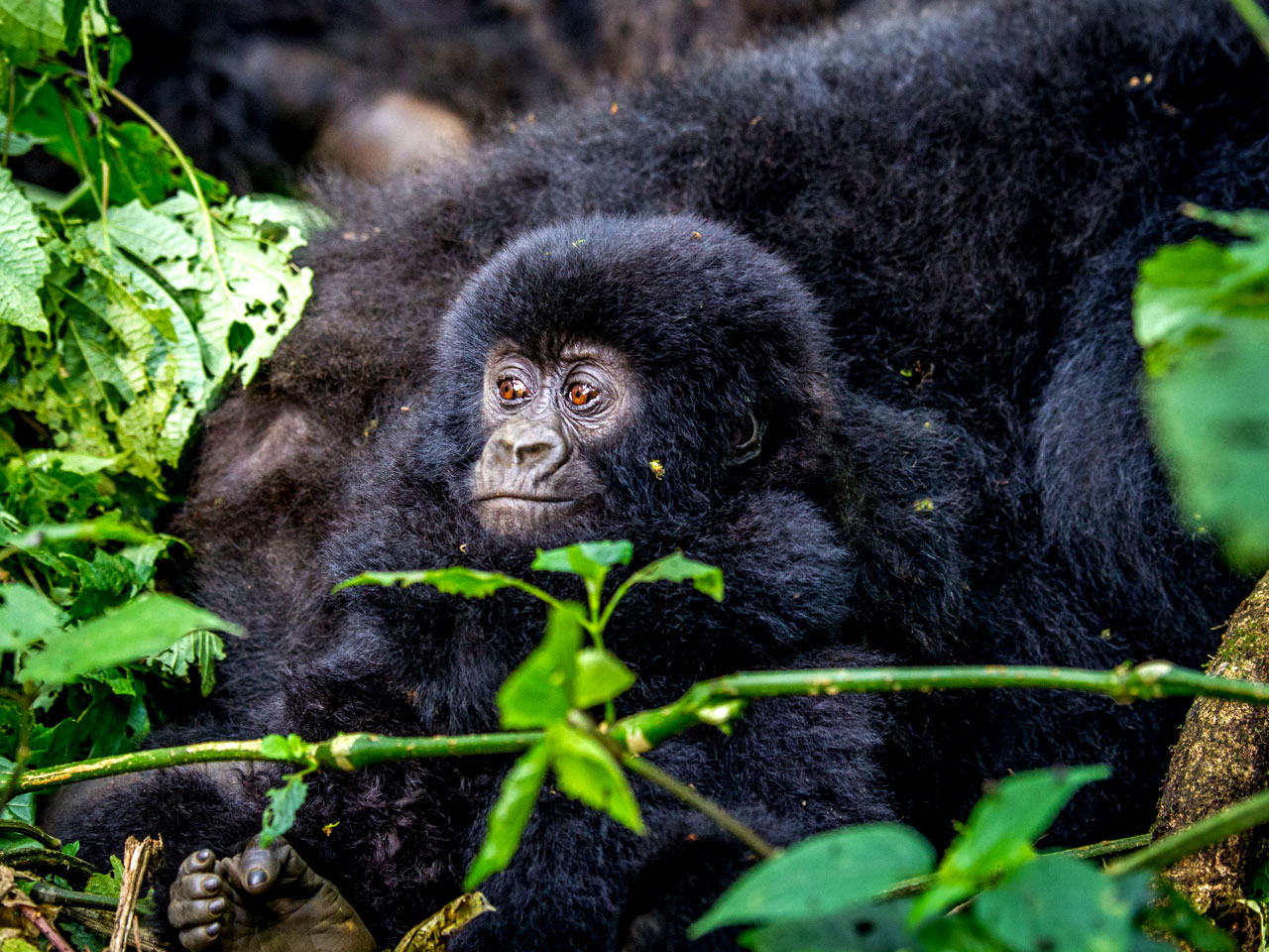 Best Places to Visit in Uganda; Top 10 tourist attractions in Uganda