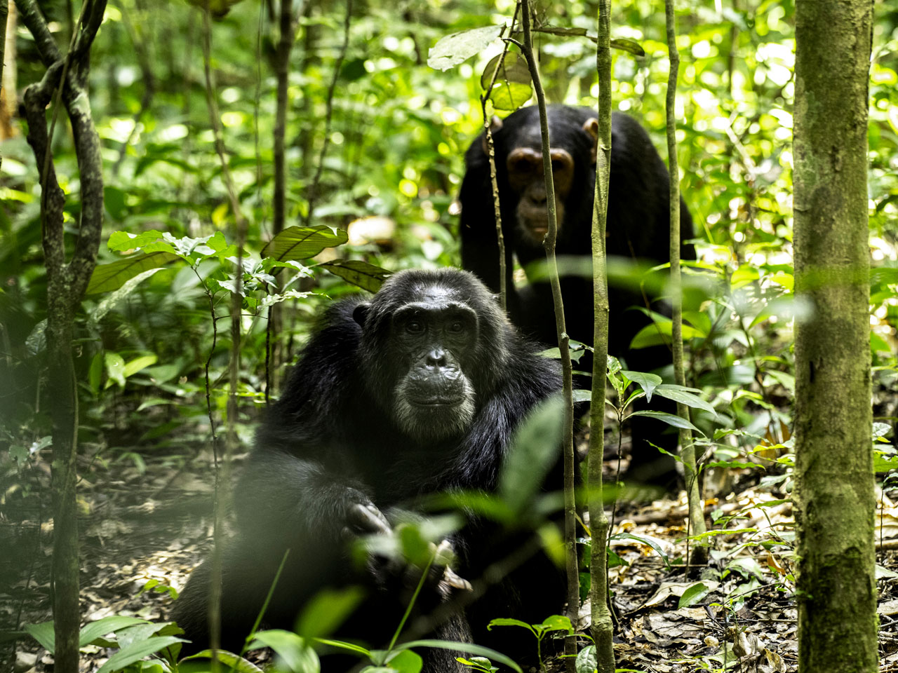 Kibale Forest National Park - Chimp Tracking Destination